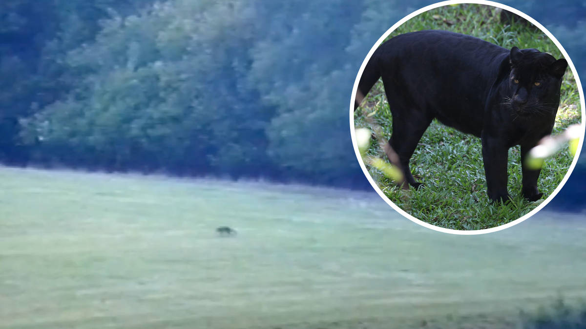 Cat's out of the bag: DNA test confirms 'big cats are on the prowl' in ... Cat's out of the bag: DNA test confirms 'big cats are on the prowl' in ...
