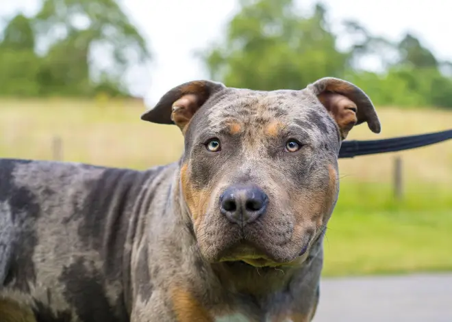 XL bullies explained: How dangerous is the breed, and will it be banned ... XL bullies explained: How dangerous is the breed, and will it be banned ...