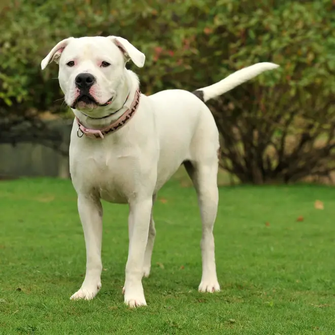 XL bullies explained: How dangerous is the breed, and will it be banned ... XL bullies explained: How dangerous is the breed, and will it be banned ...